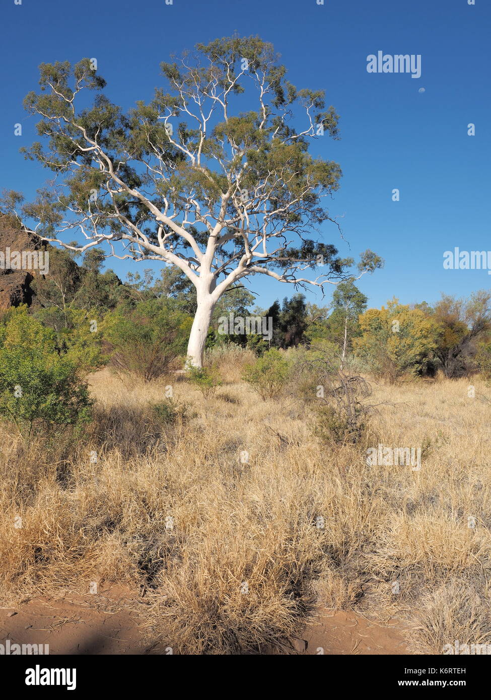 Giant Ghost Gum tree near Trephina Gorge, east of Alice Springs ...