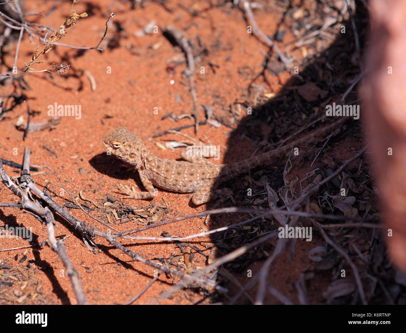 Central Netted Dragon, Ctenophorus nuchalis at Trephina Gorge, east ...