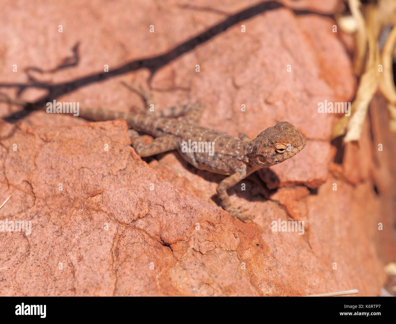 Central Netted Dragon, Ctenophorus nuchalis at Trephina Gorge, east ...