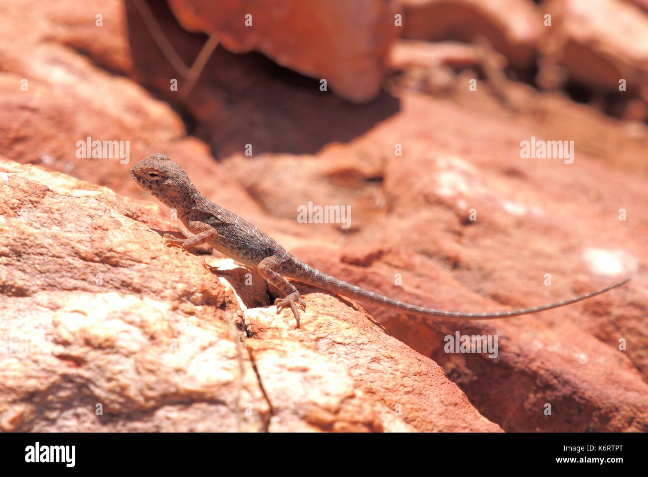 Central Netted Dragon, Ctenophorus nuchalis at Trephina Gorge, east ...