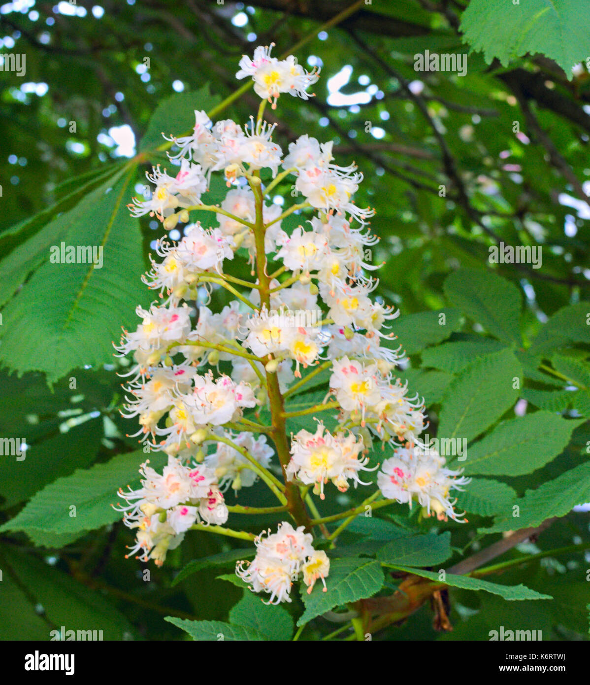 Chestnut tree blooming flowers Stock Photo - Alamy
