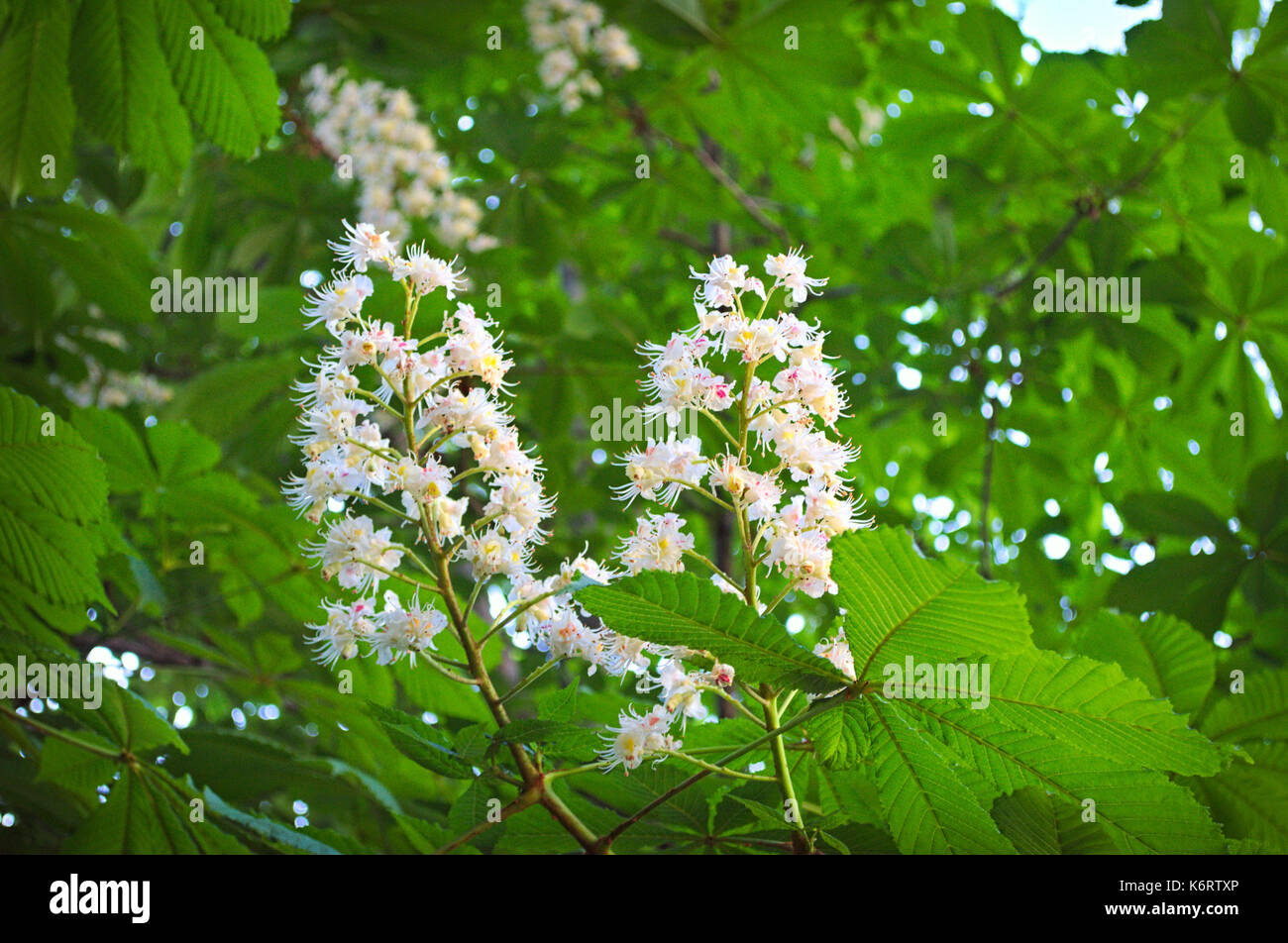 Chestnut tree blooming flowers Stock Photo - Alamy