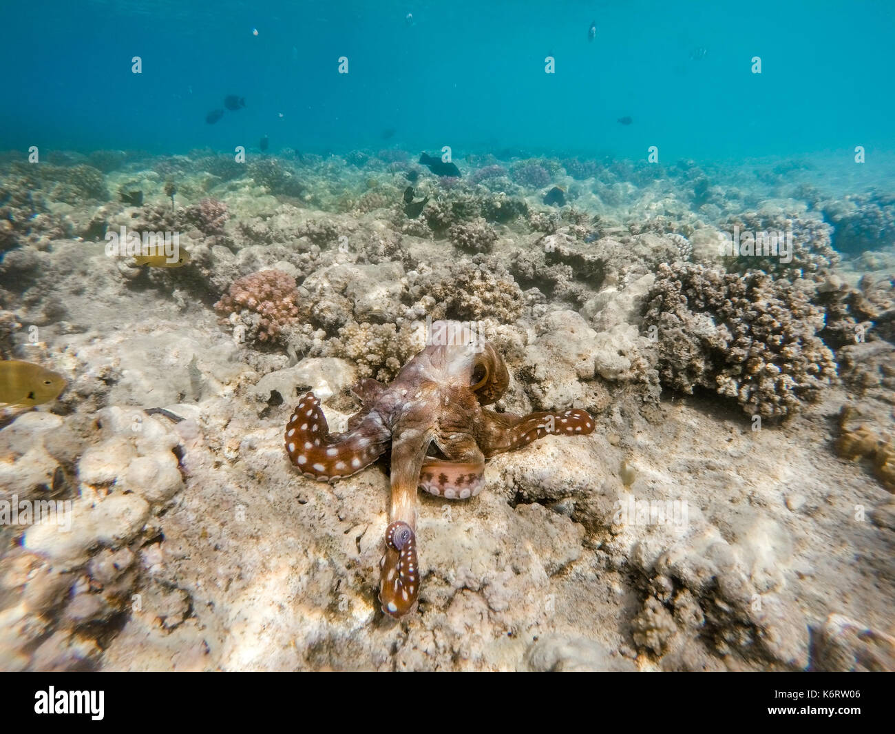 Octopus skin patterns hi-res stock photography and images - Alamy