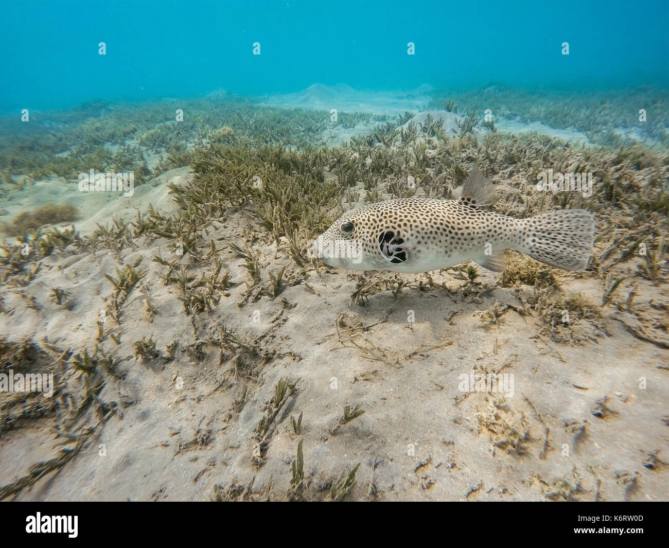 Stellate puffer fish (Arothron stellatus), starry puffer,Marsa Alam ...