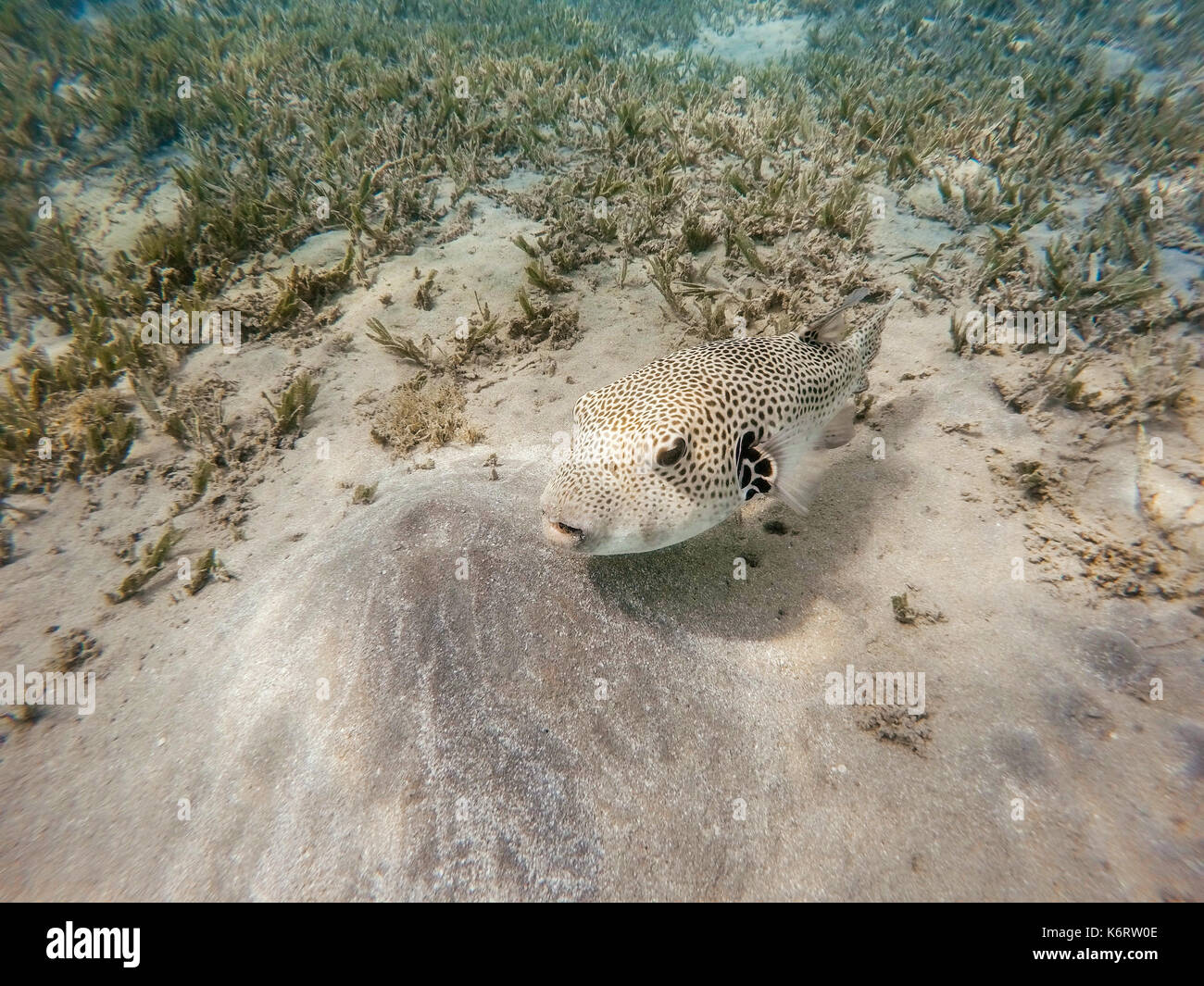Stellate puffer fish (Arothron stellatus), starry puffer,Marsa Alam ...