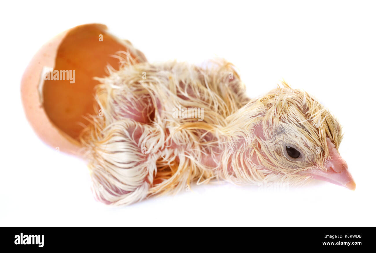 hatching of chick in front of white background Stock Photo - Alamy