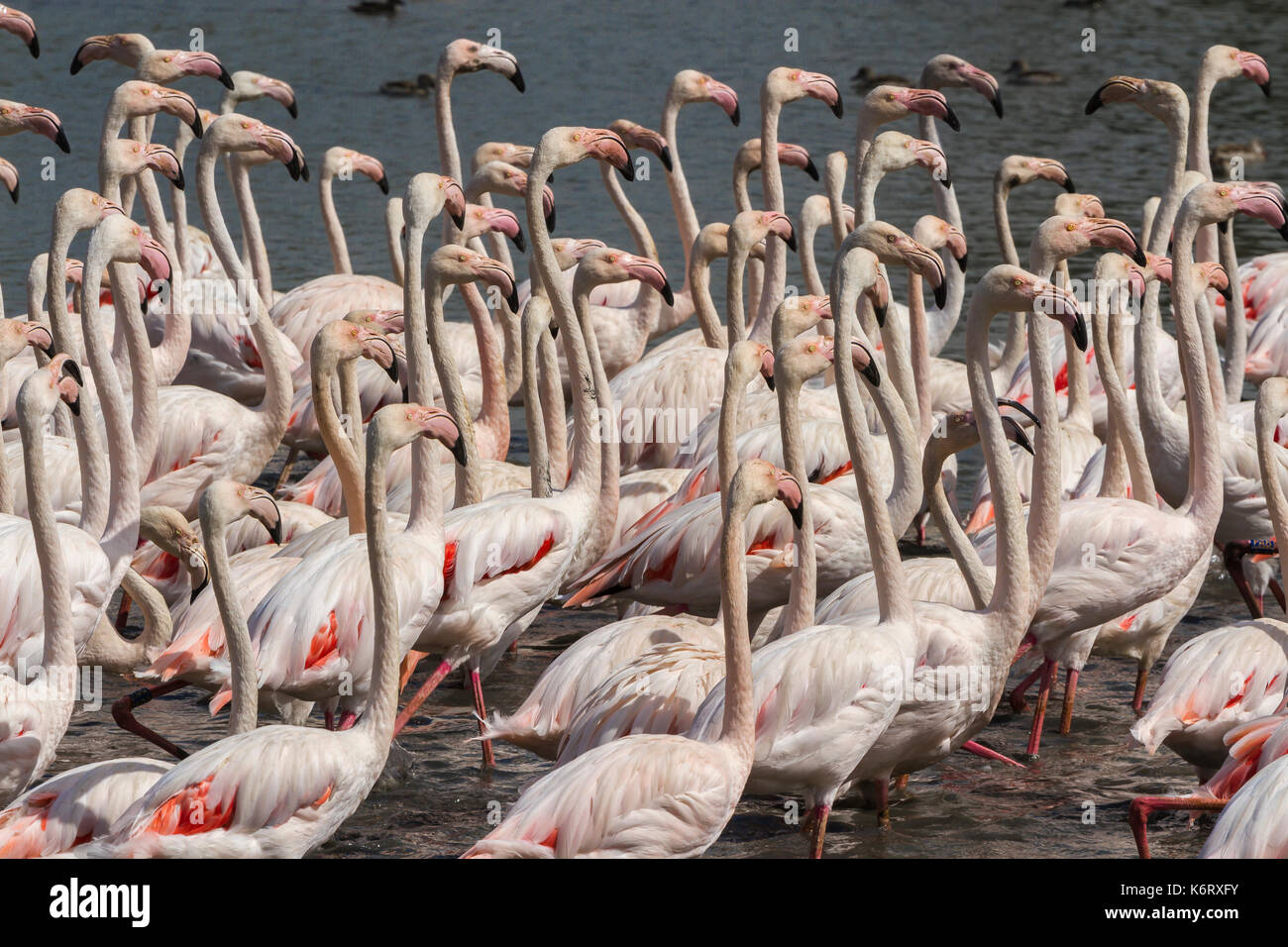 Flock of Greater Flamingo at Slimbridge Stock Photo - Alamy