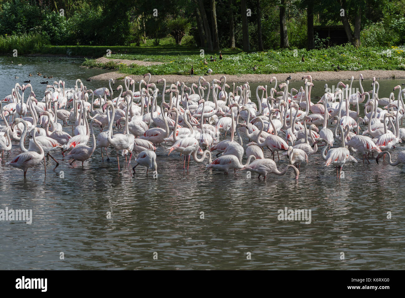 Flock of Greater Flamingo at Slimbridge Stock Photo - Alamy