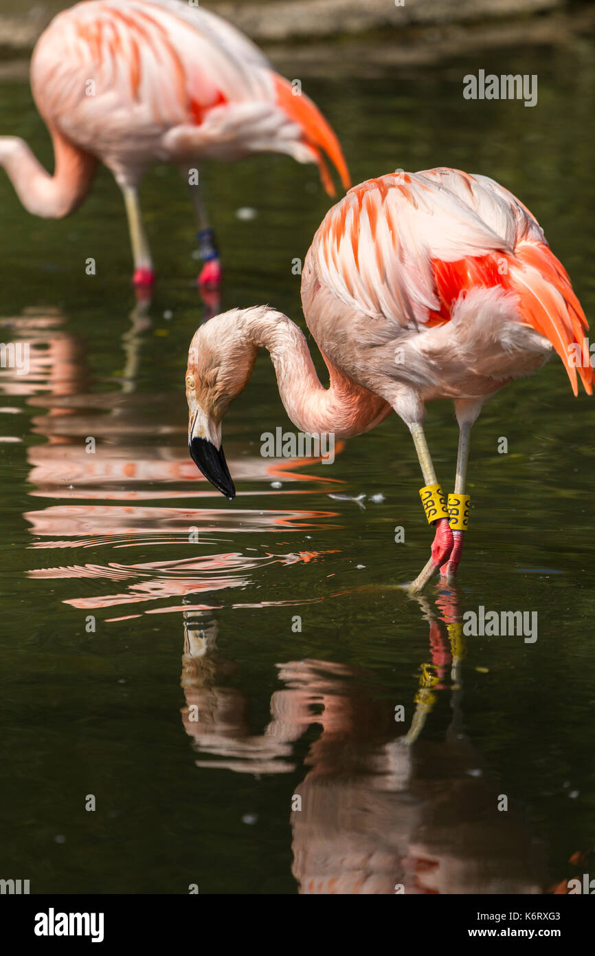 Standing flamingos hi-res stock photography and images - Alamy