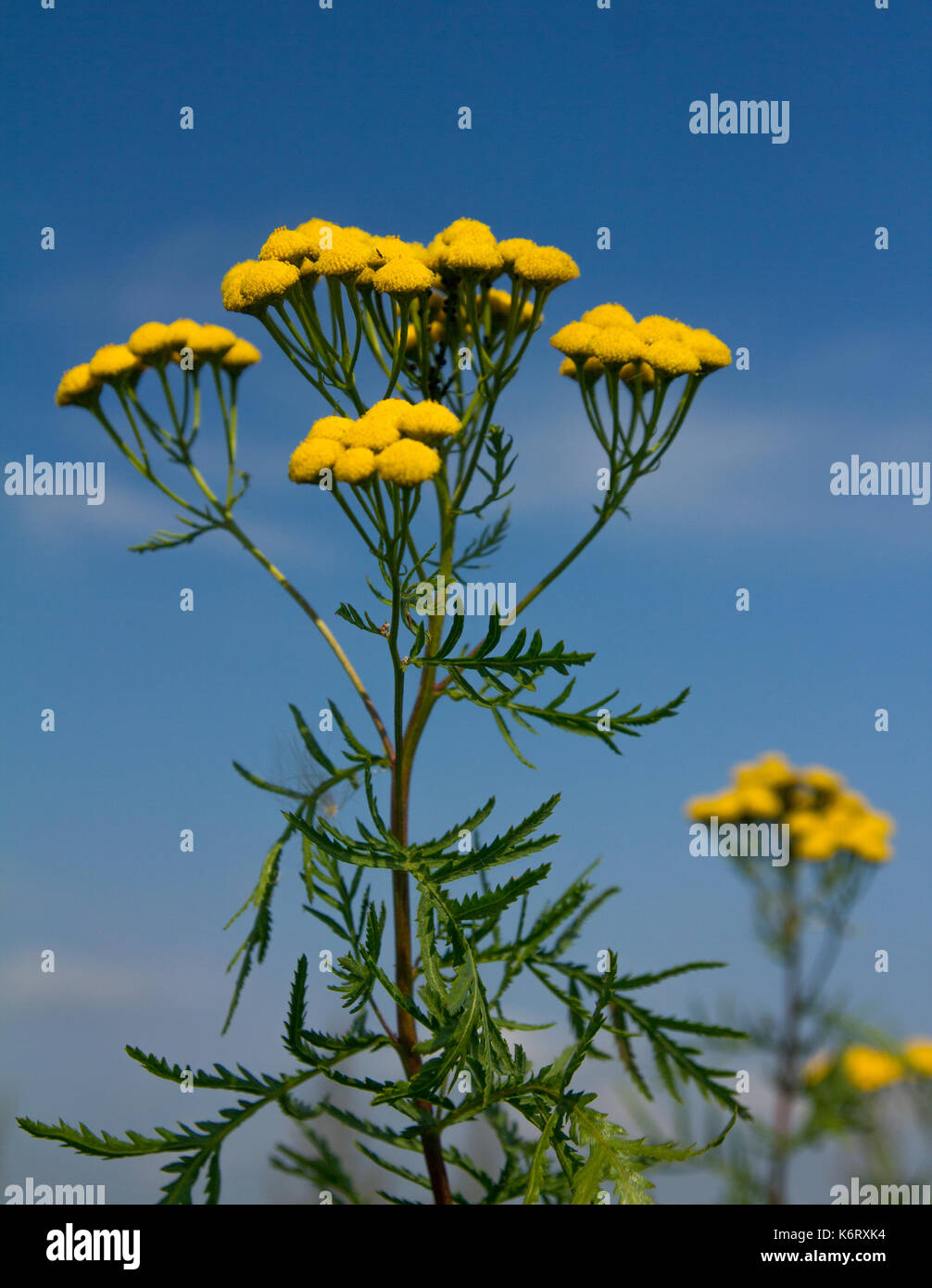 yellow tansy flowers Stock Photo - Alamy