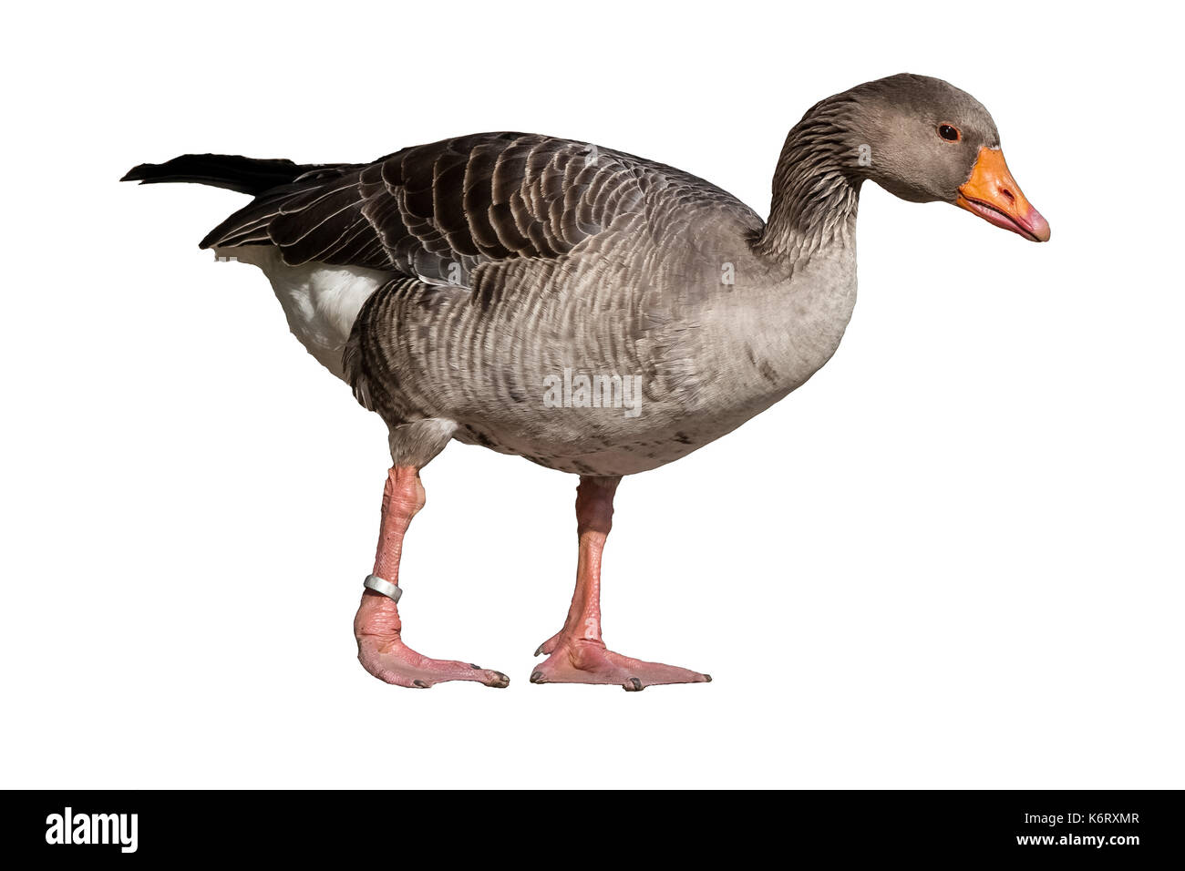 Anser anser - gray goose isolated on white background Stock Photo - Alamy
