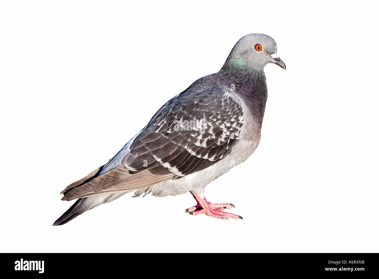 Columba Livia Domestica