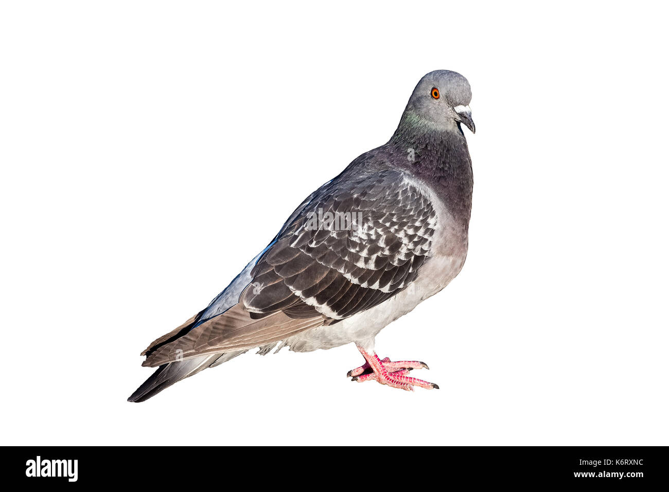 Columba Livia Domestica