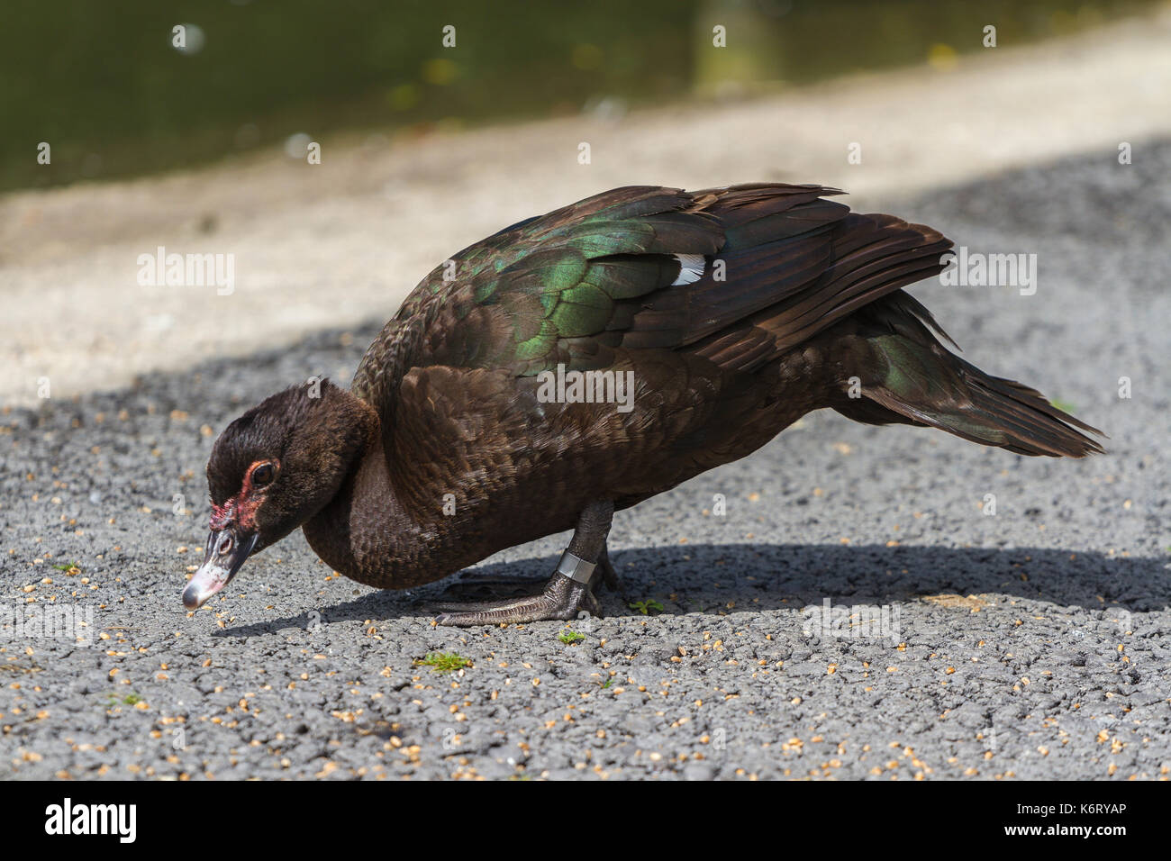 Muscovy duck walking hi-res stock photography and images - Alamy