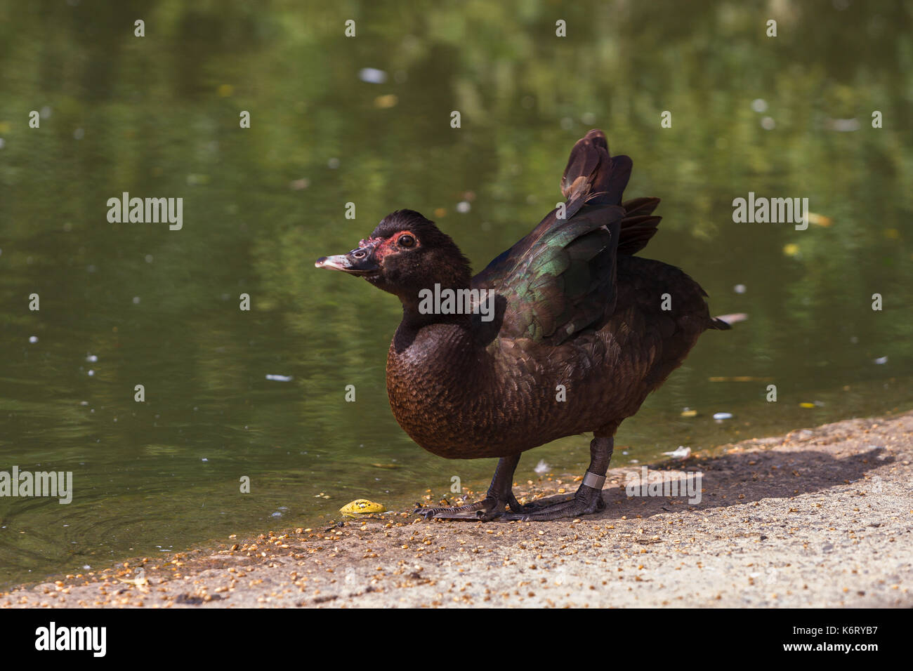 Muscovy Duck at Slimbridge Stock Photo - Alamy