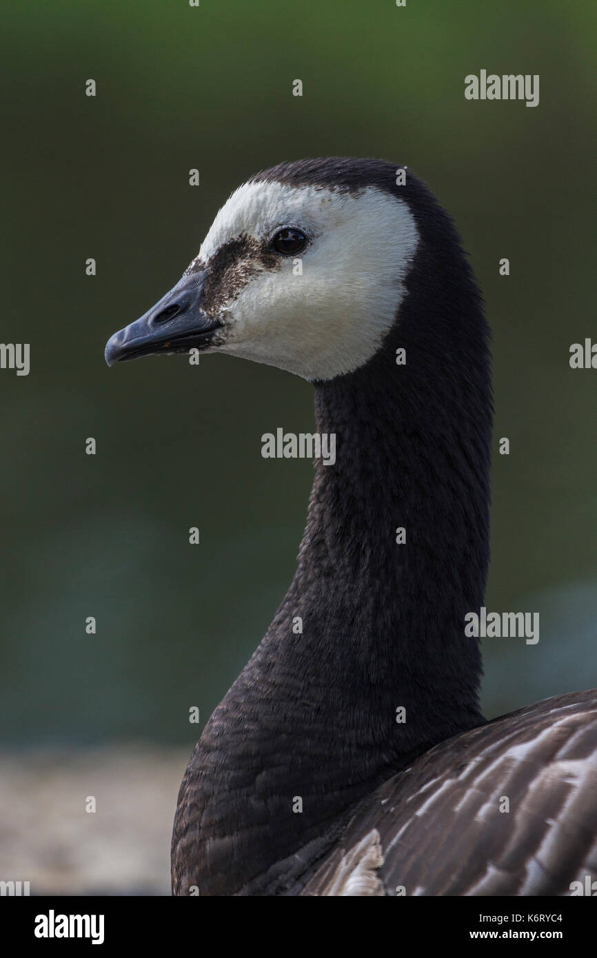 Barnacle Goose at Slimbridge Stock Photo - Alamy