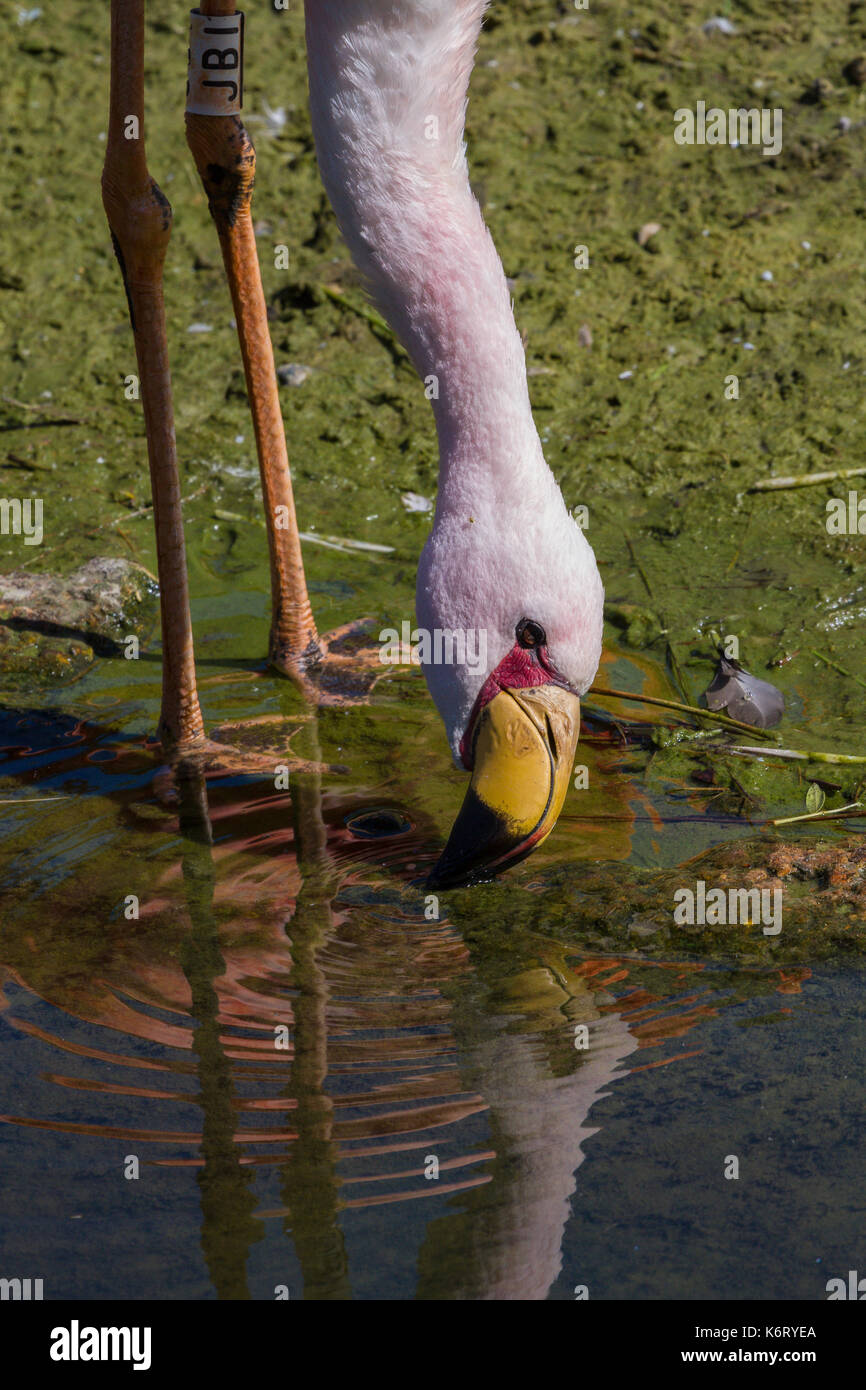 James's Flamingo at Slimbridge Stock Photo - Alamy