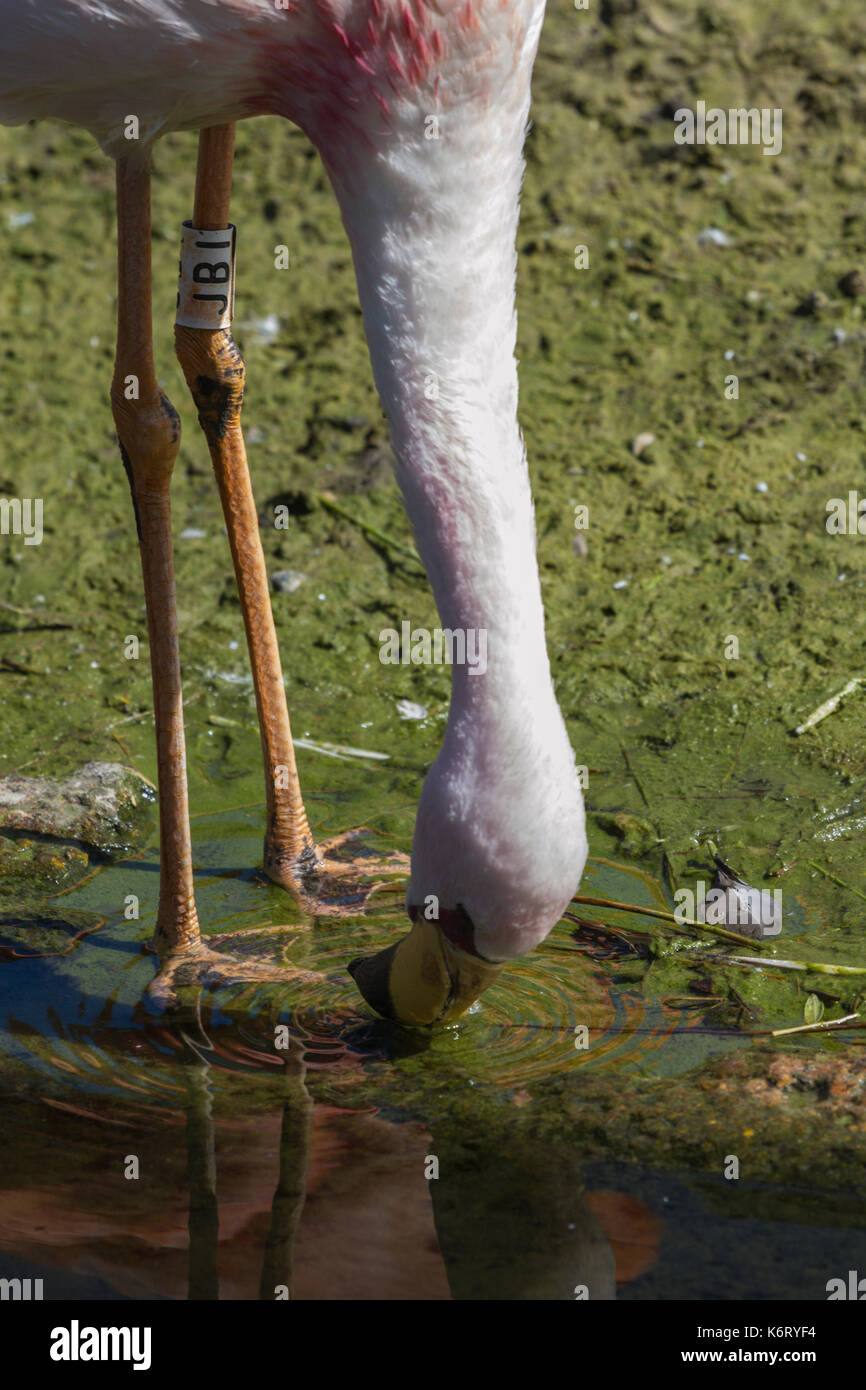 James's Flamingo at Slimbridge Stock Photo - Alamy