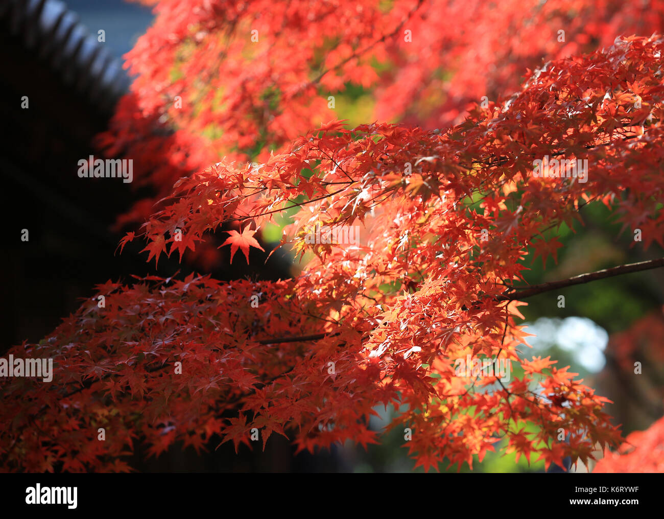 red leaves under the sun bright in the japan garden Stock Photo - Alamy