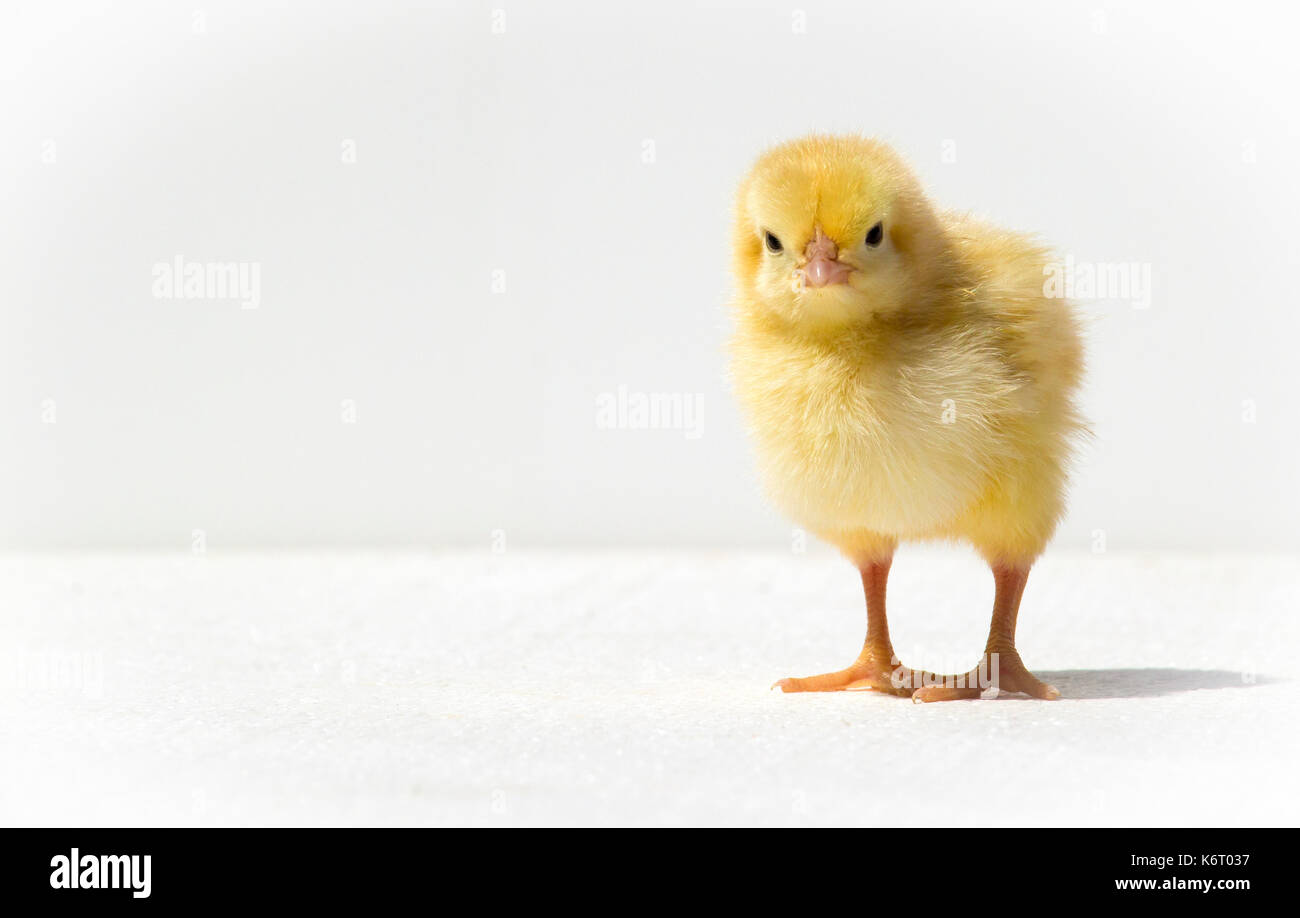 Small yellow chicken on a white background Stock Photo - Alamy