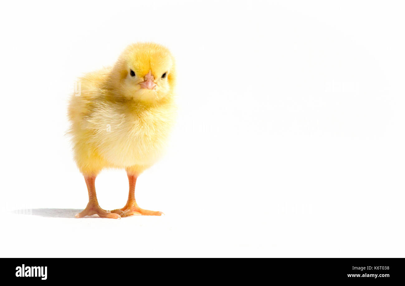 Small yellow chicken on a white background Stock Photo - Alamy