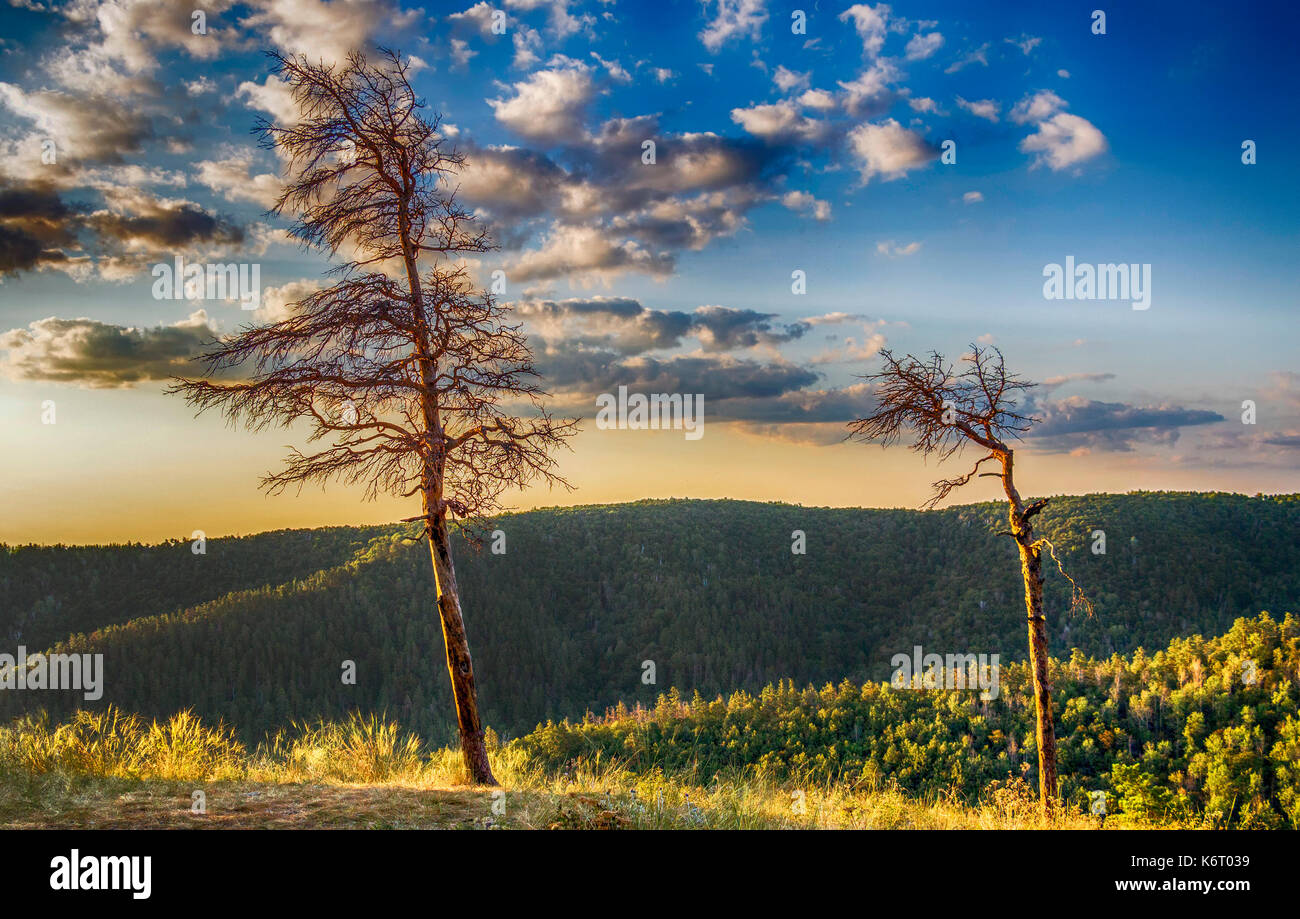 Forest Landscape with dry trees in the foreground Stock Photo - Alamy