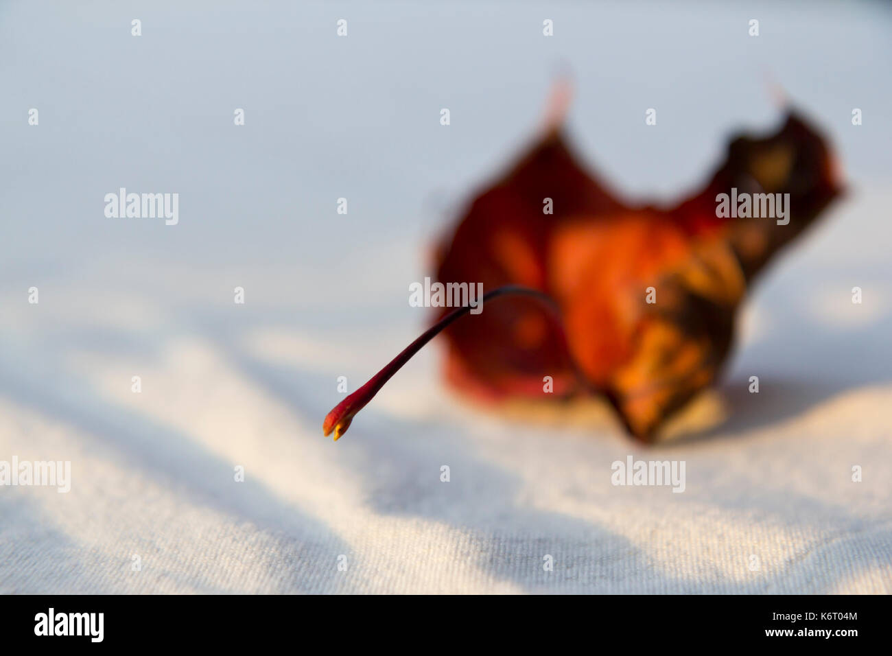 Curled maple leaf hi-res stock photography and images - Alamy