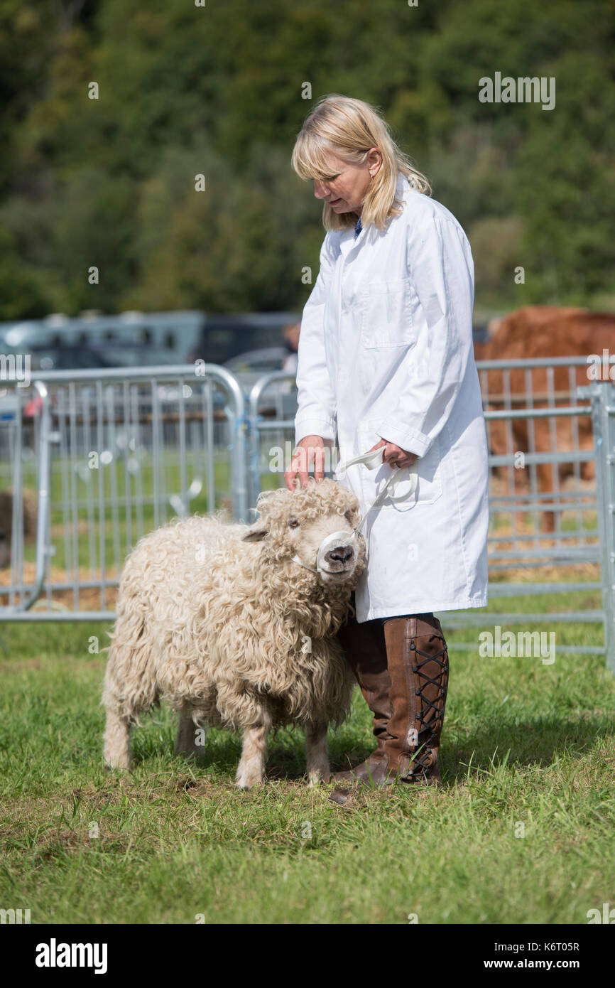 Show animal farm sheep hi-res stock photography and images - Alamy