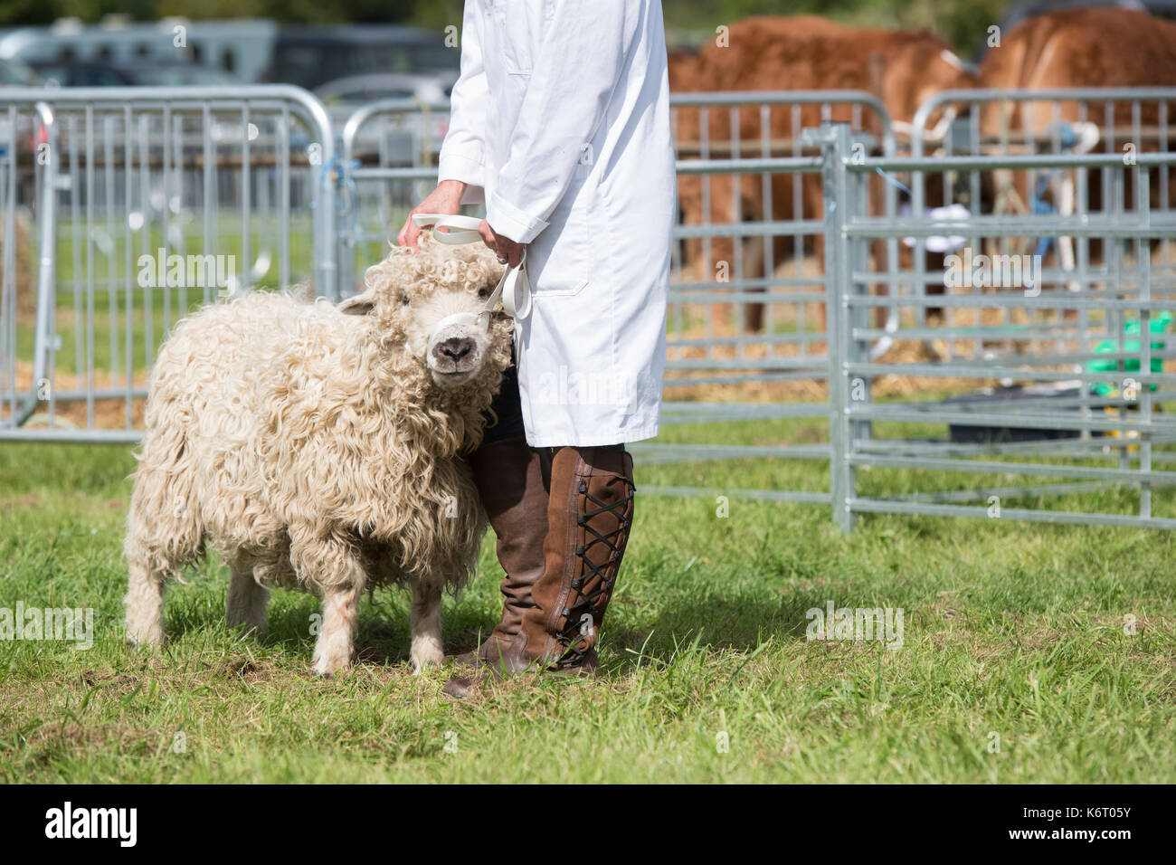 Female sheep farmer hi-res stock photography and images - Alamy