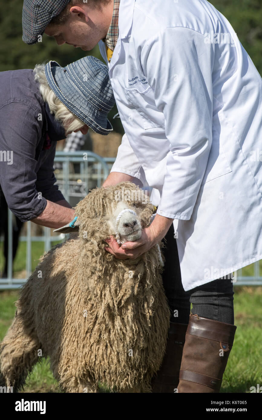 Sheep judging animal hi-res stock photography and images - Alamy