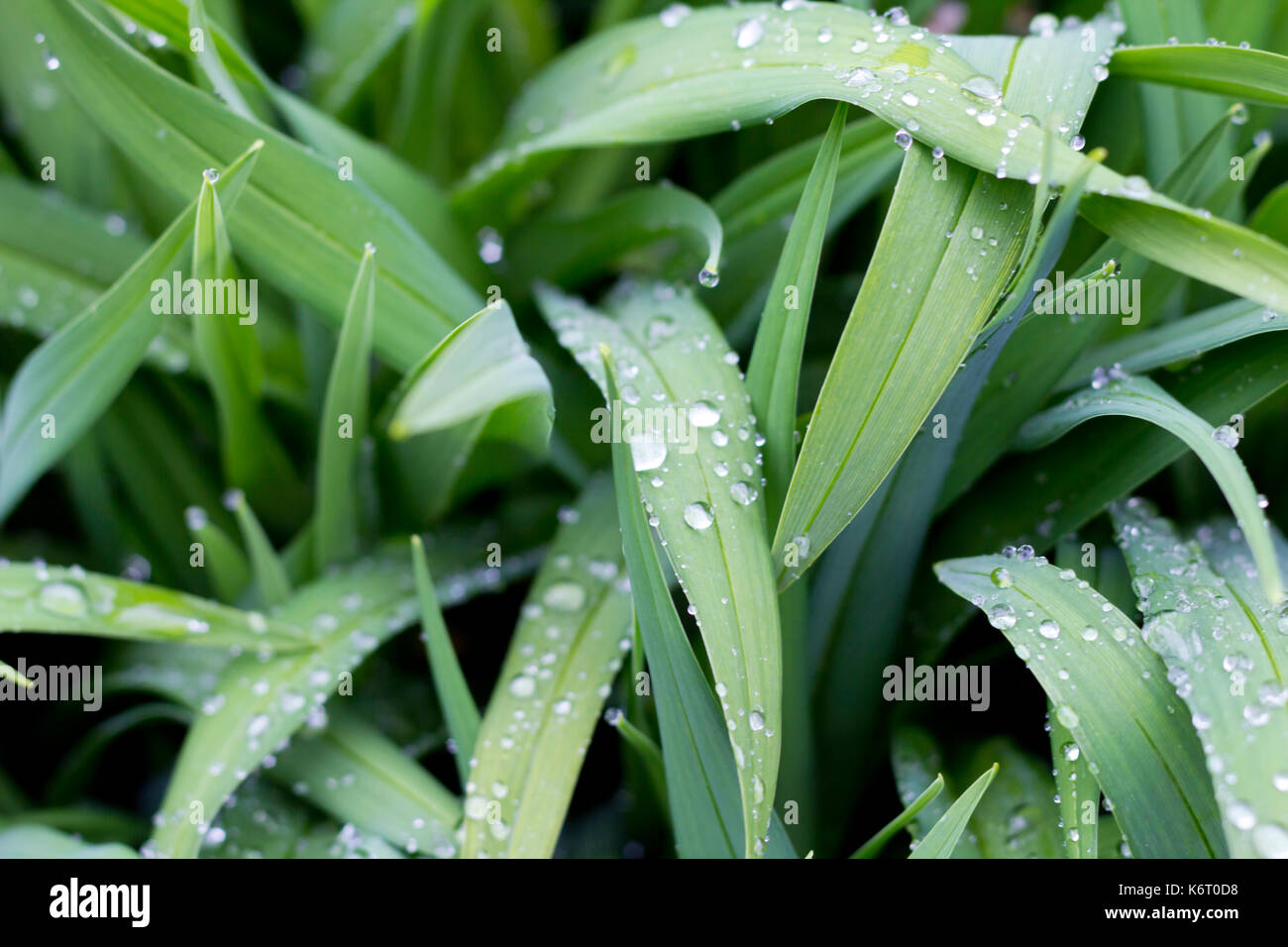 Long thin leaves hi-res stock photography and images - Alamy