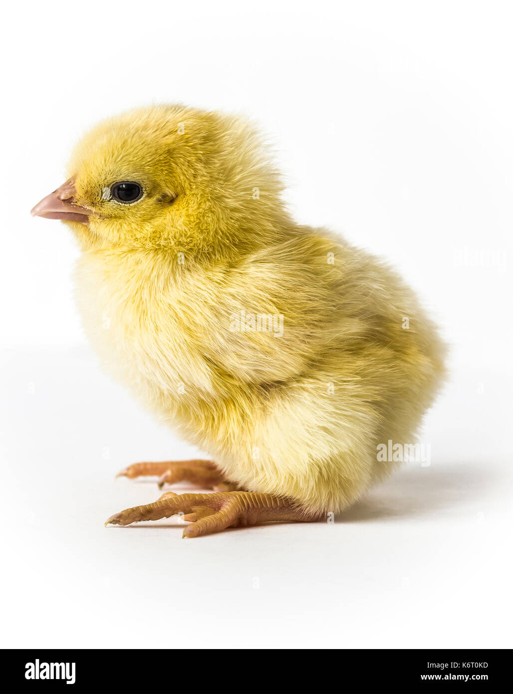 Newborn birds Cut Out Stock Images & Pictures - Alamy