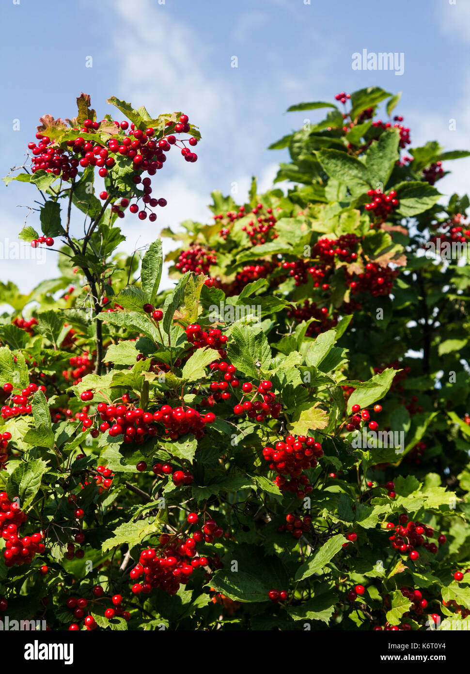 bush of mountain ash Stock Photo - Alamy