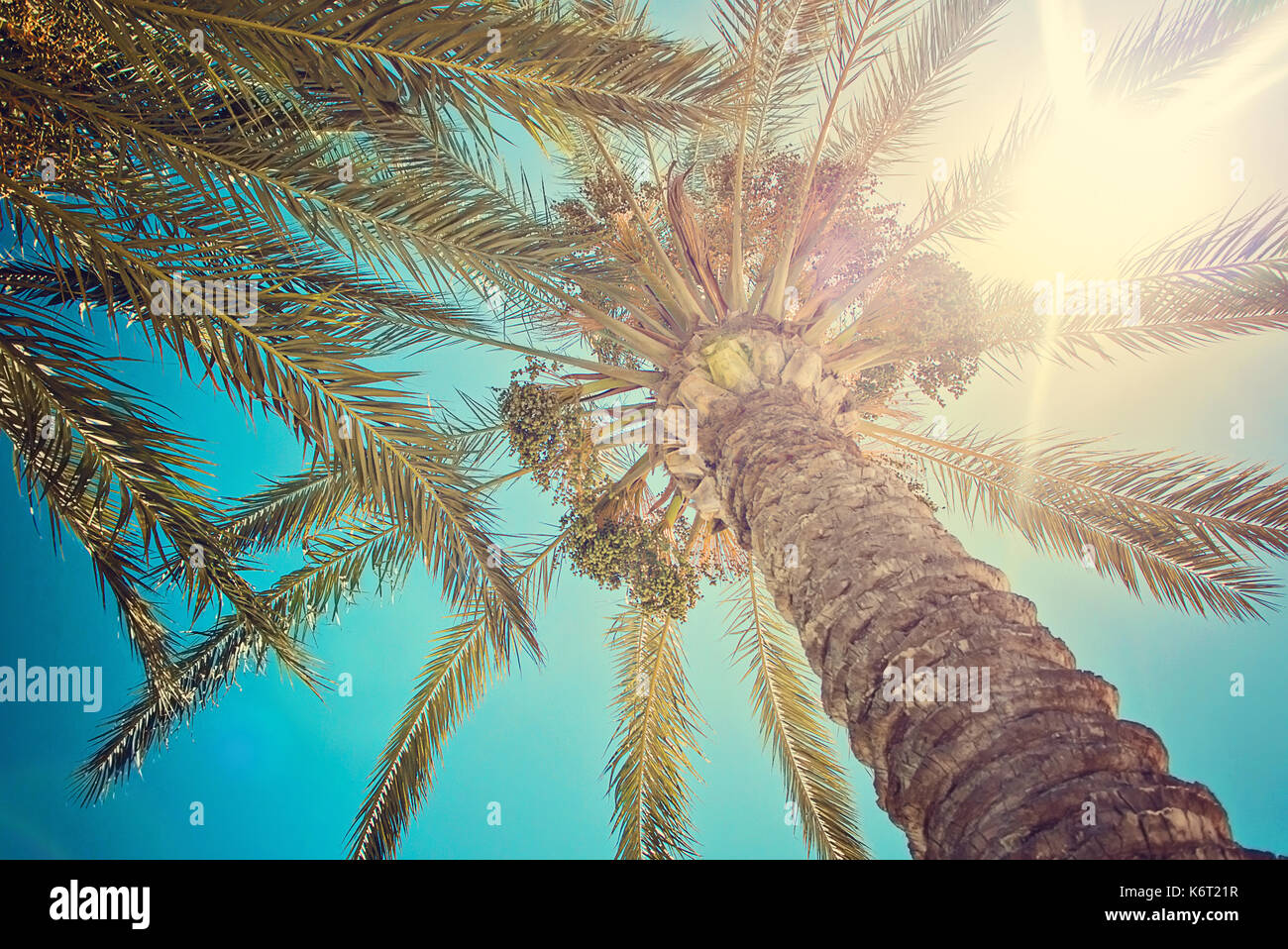 Fig leaf palm hi-res stock photography and images - Alamy