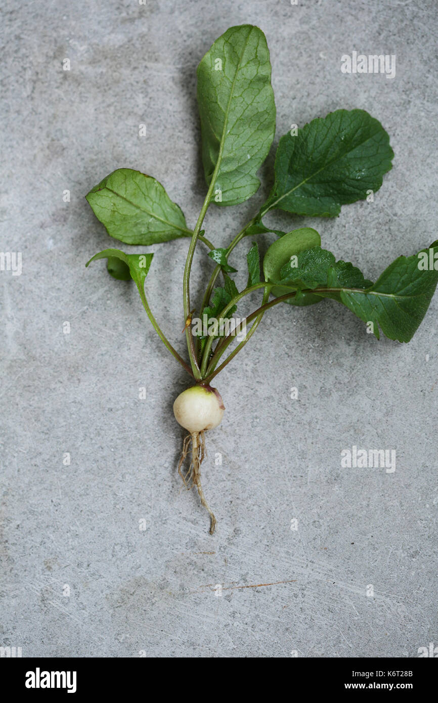 One white radish, top view Stock Photo - Alamy