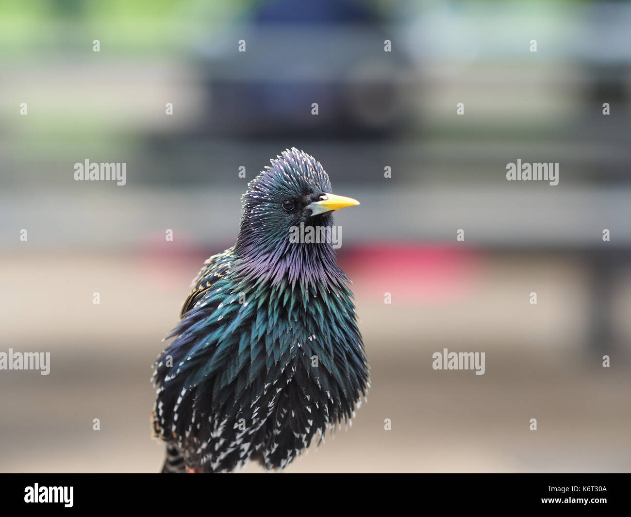 A common starling with a blurred background in Hyde park, London Stock ...