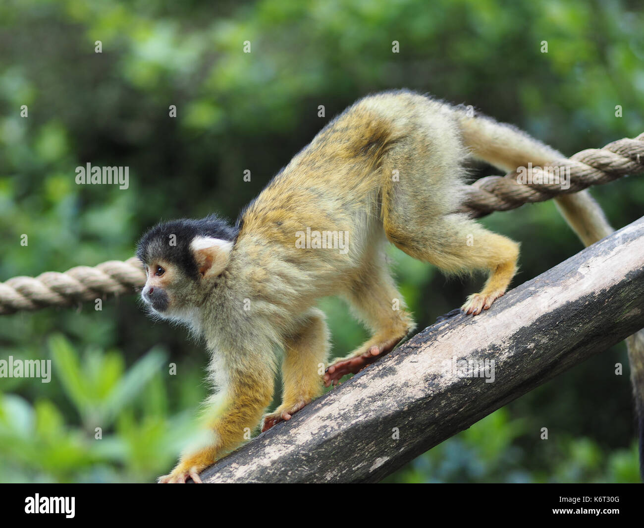 Monkey toes hi-res stock photography and images - Alamy