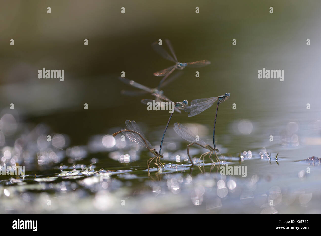 Damselflies, Lestidae, - laying eggs underwater in front of blurred ...