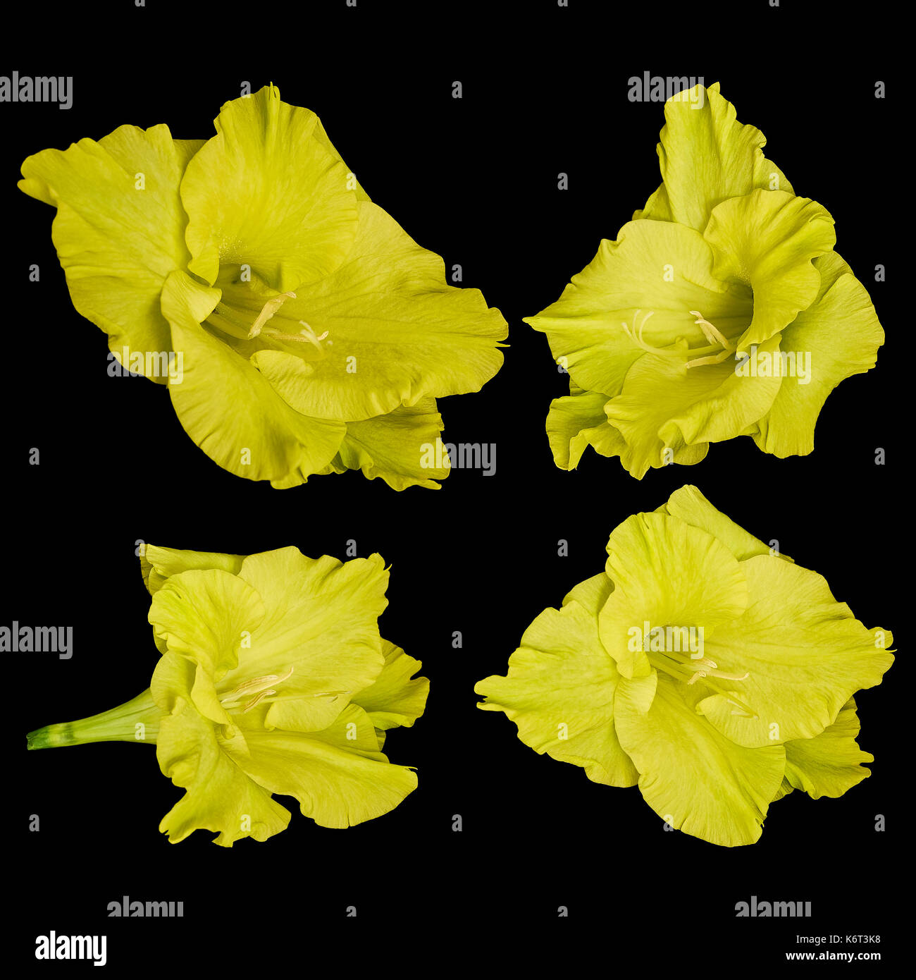 Intensely yellow gladiolus flower heads isolated on a black background ...