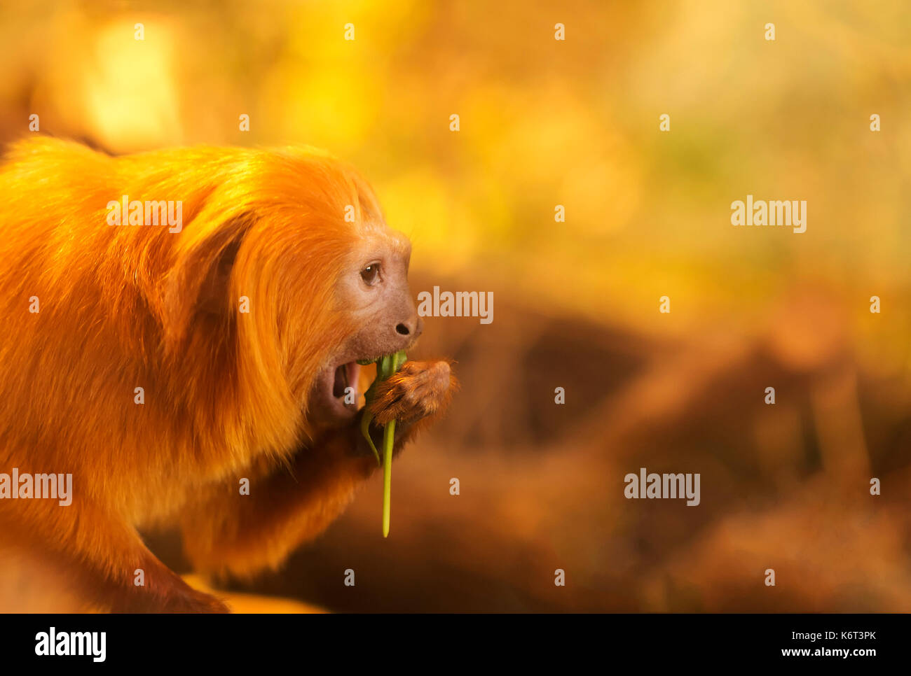 Golden lion tamarin monkey hi-res stock photography and images - Alamy
