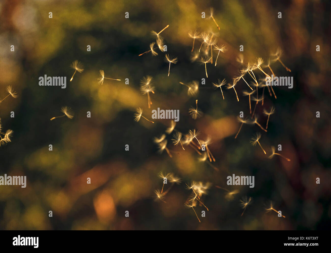 Airborne seed hi-res stock photography and images - Alamy