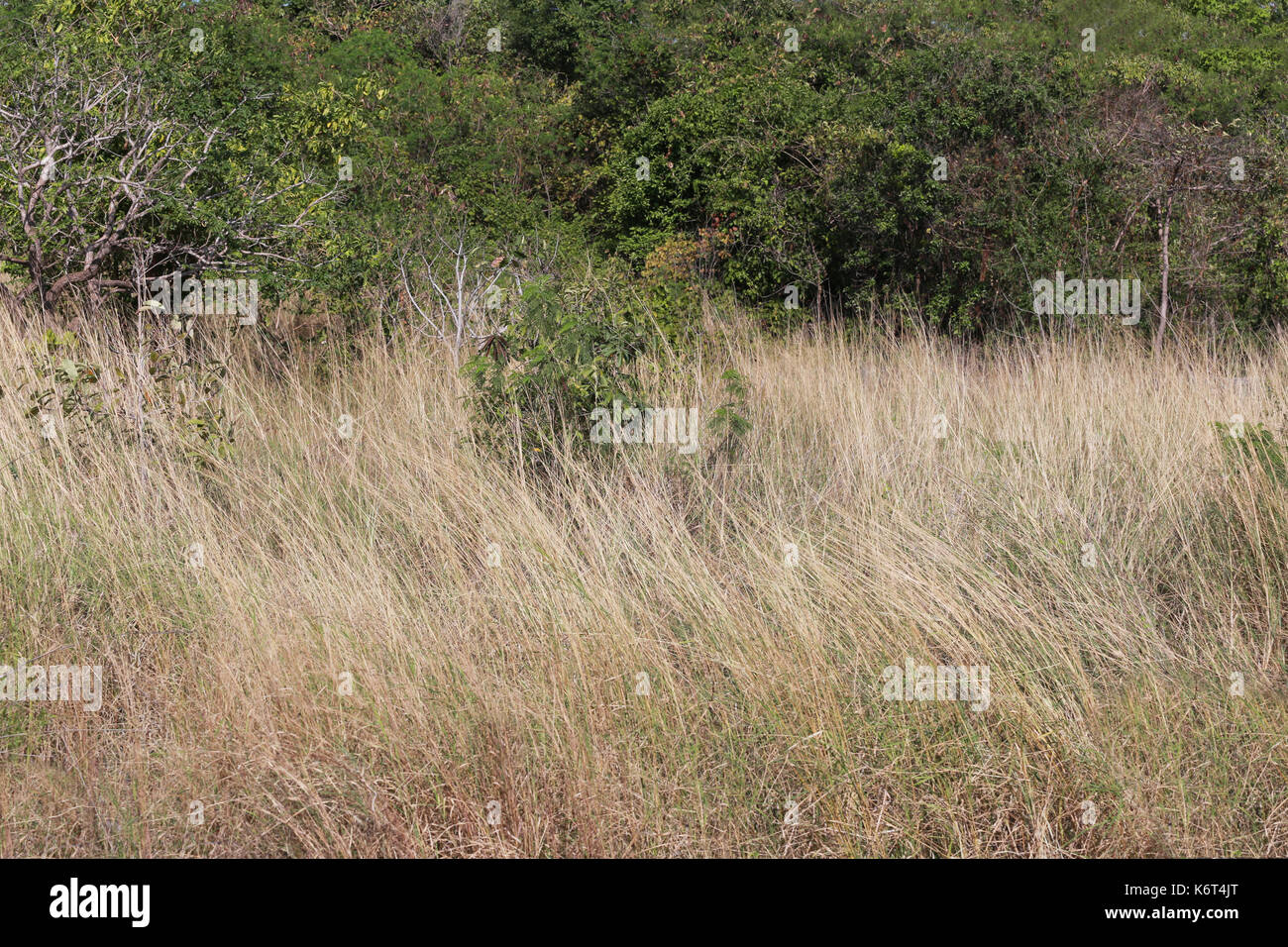 Brown meadows and tropical forests in Thailand,concept of climate and ...