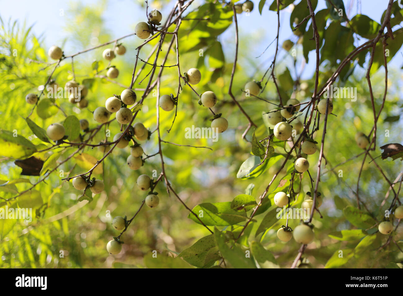 Ebenaceae hi-res stock photography and images - Alamy