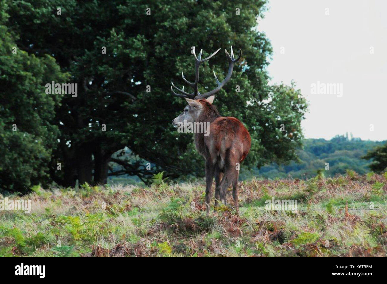 Deer in Richmond Park, London, UK Stock Photo - Alamy