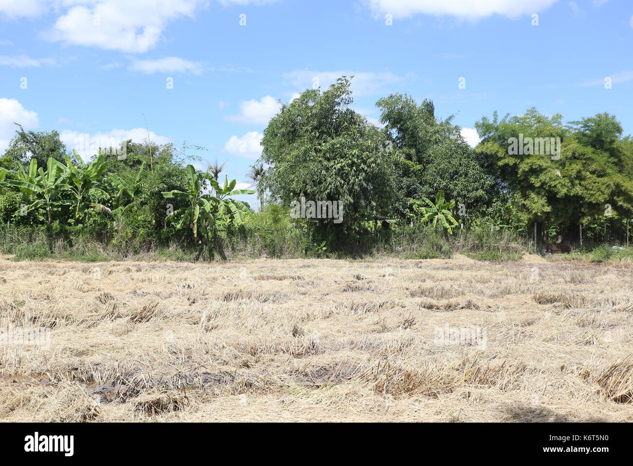 Dry meadows of tropical forest in Thailand,concept of nature and the ...