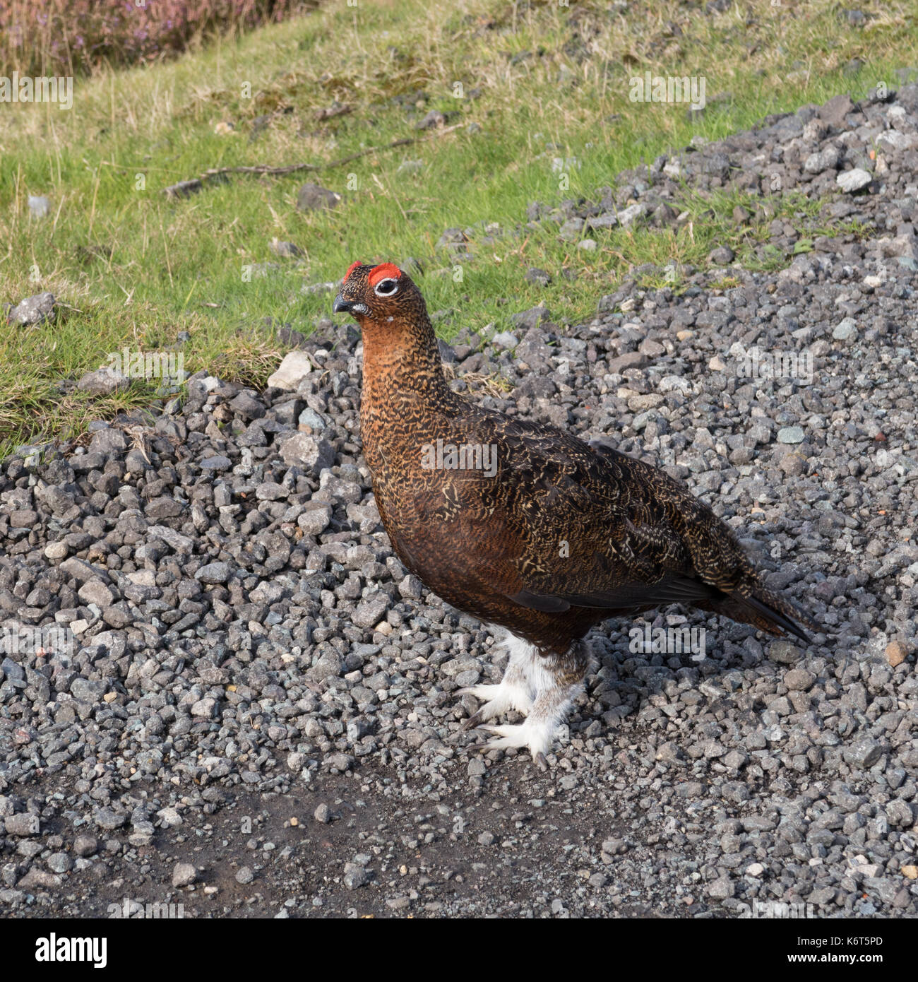 England Moorland Bird High Resolution Stock Photography and Images - Alamy