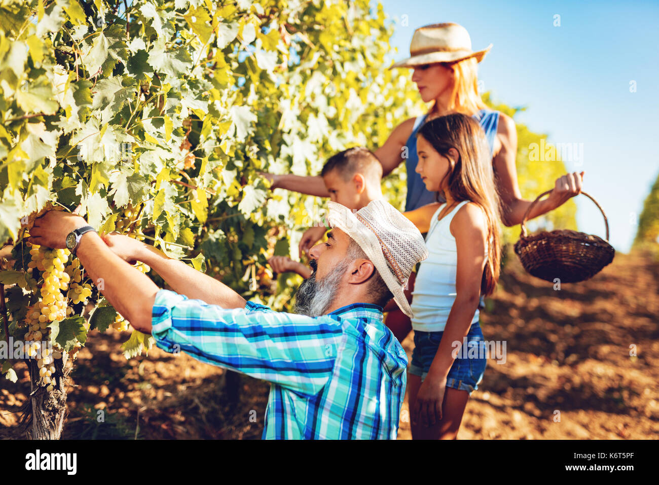 Beautiful young smiling family of four cutting grapes at a vineyard ...