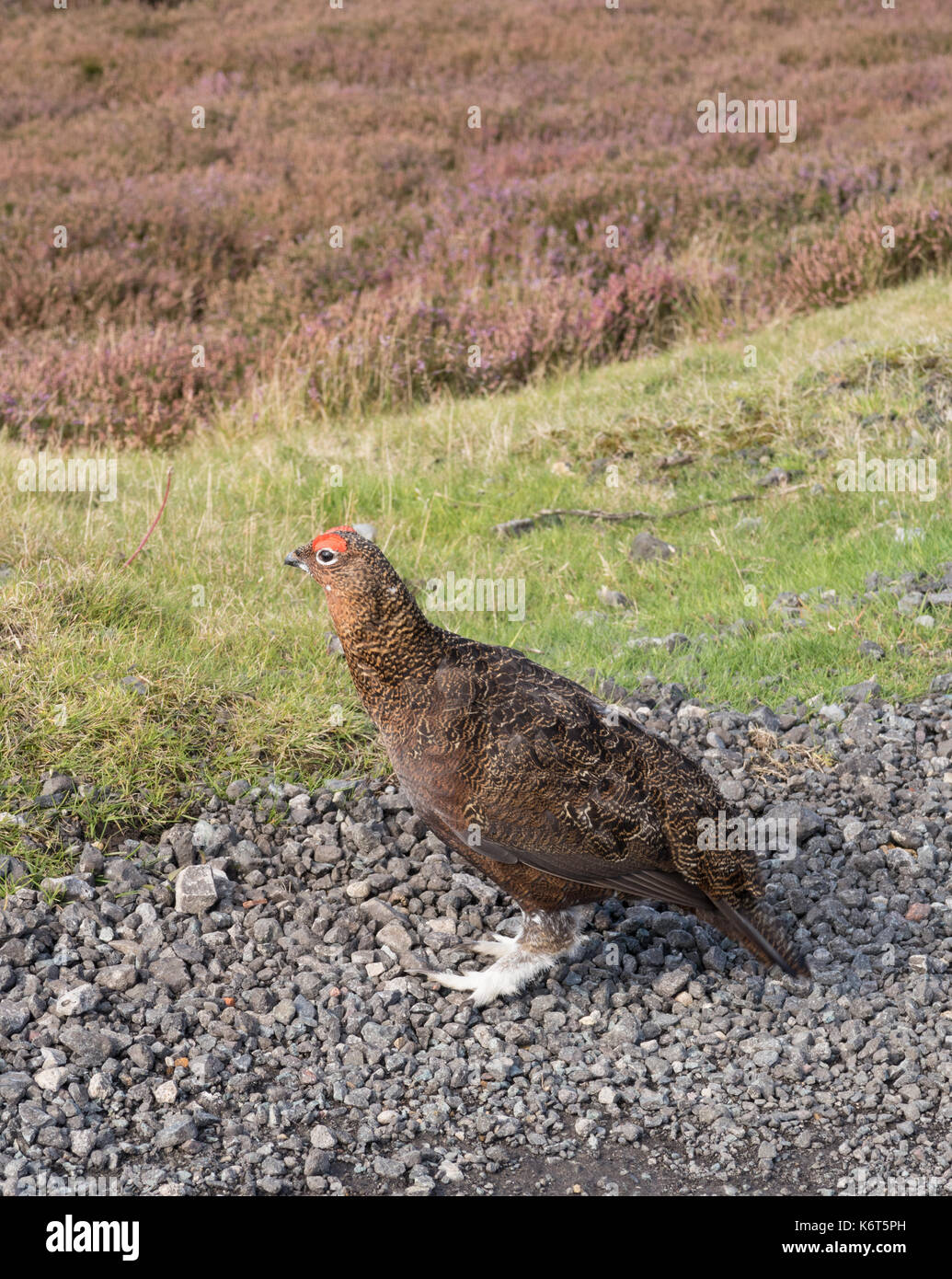 England Moorland Bird High Resolution Stock Photography and Images - Alamy