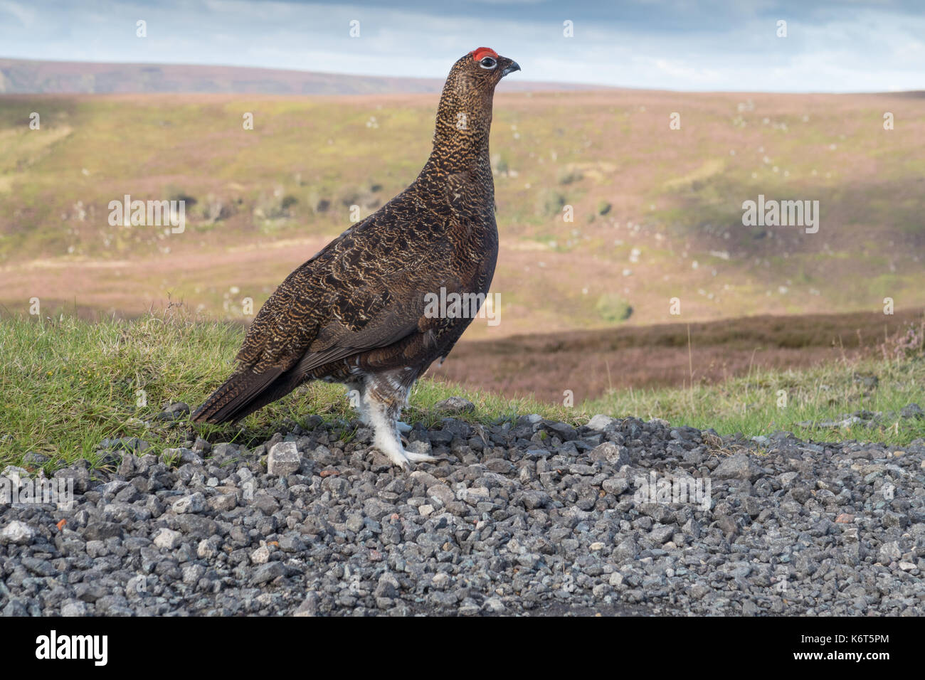 England Moorland Bird High Resolution Stock Photography and Images - Alamy
