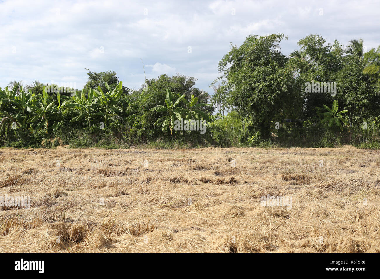 Dry meadows of tropical forest in Thailand,concept of nature and the ...